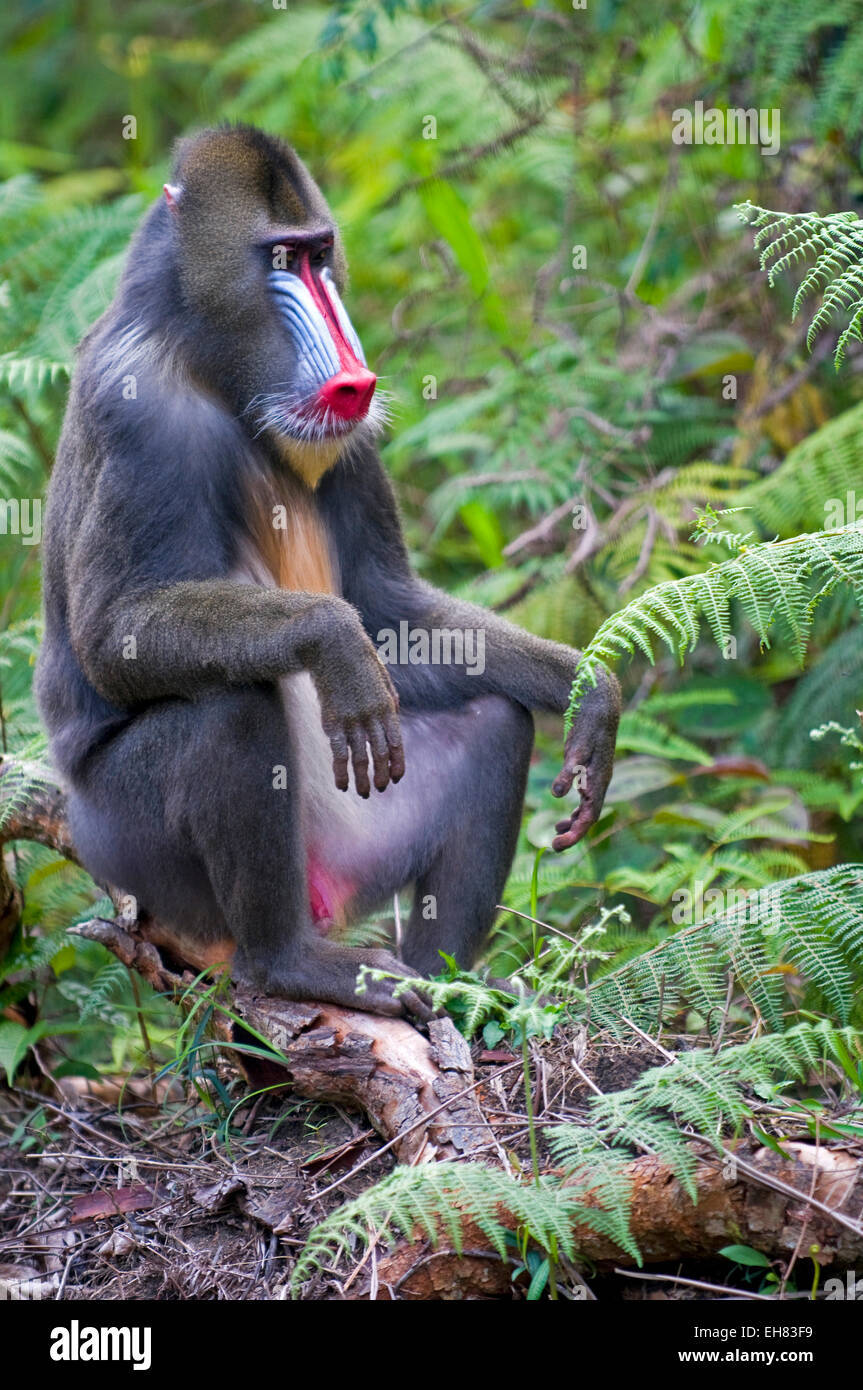 Male mandrill (Mandrill sphinx), Parc de la Lekedi, Haut-Ogooue, Gabon ...