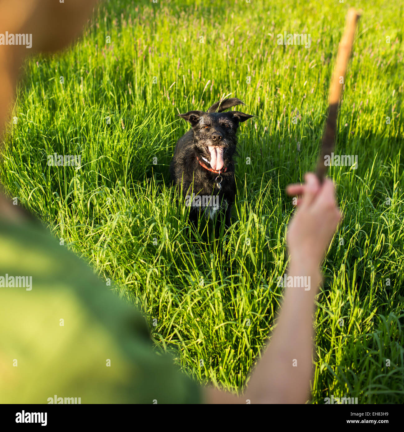 Throwing stick into the water hi-res stock photography and images - Alamy