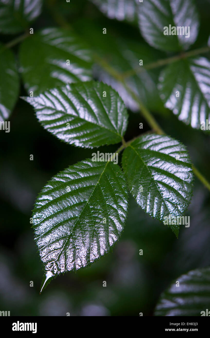 Leaves foliage background hi-res stock photography and images - Alamy
