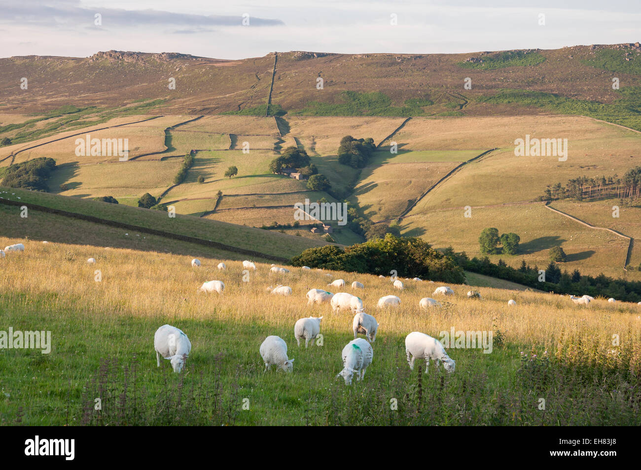 Sheep in the peak district hi-res stock photography and images - Alamy