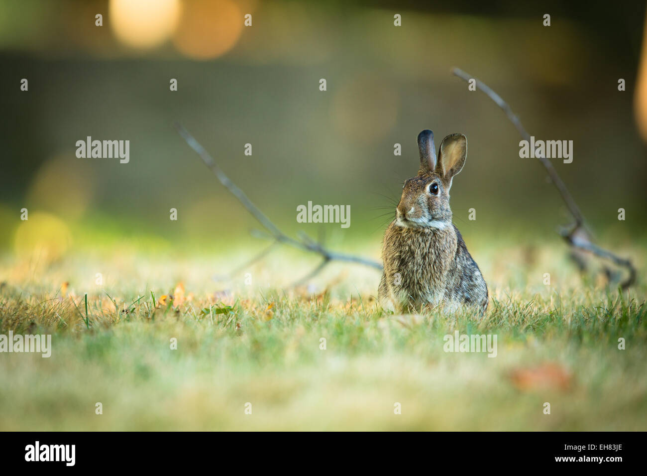 Cute rabbit in grass Stock Photo - Alamy
