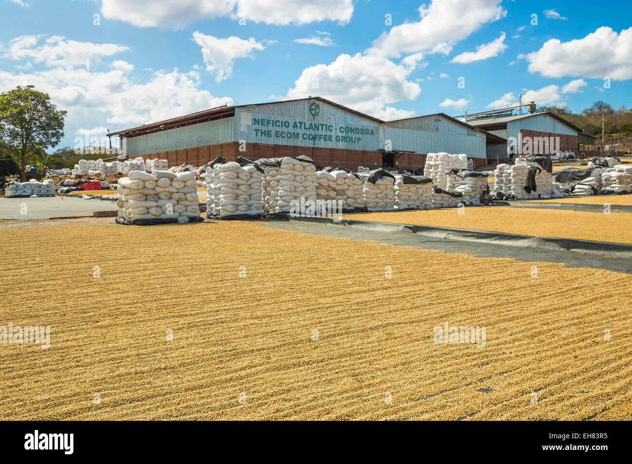Coffee factory with sacks and beans drying in the sun, in an important ...