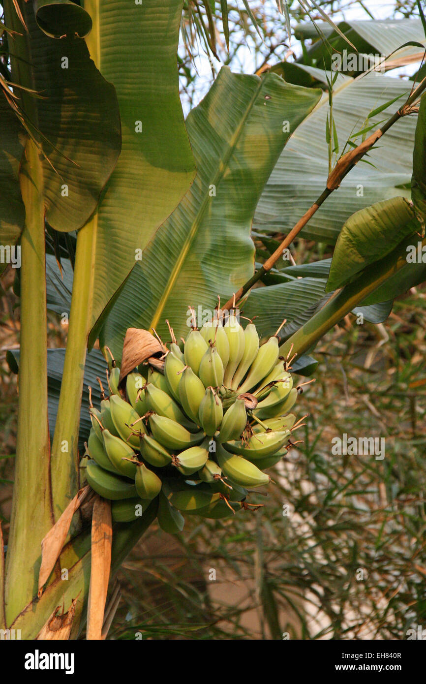 Bundle of bananas hi-res stock photography and images - Alamy