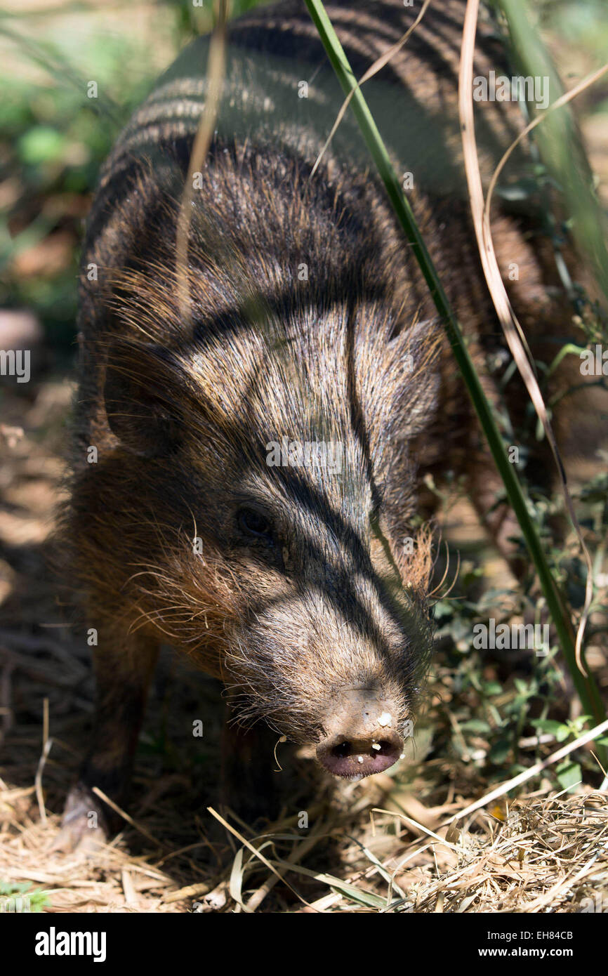 30 5 cm 9 8 cm hi-res stock photography and images - Alamy