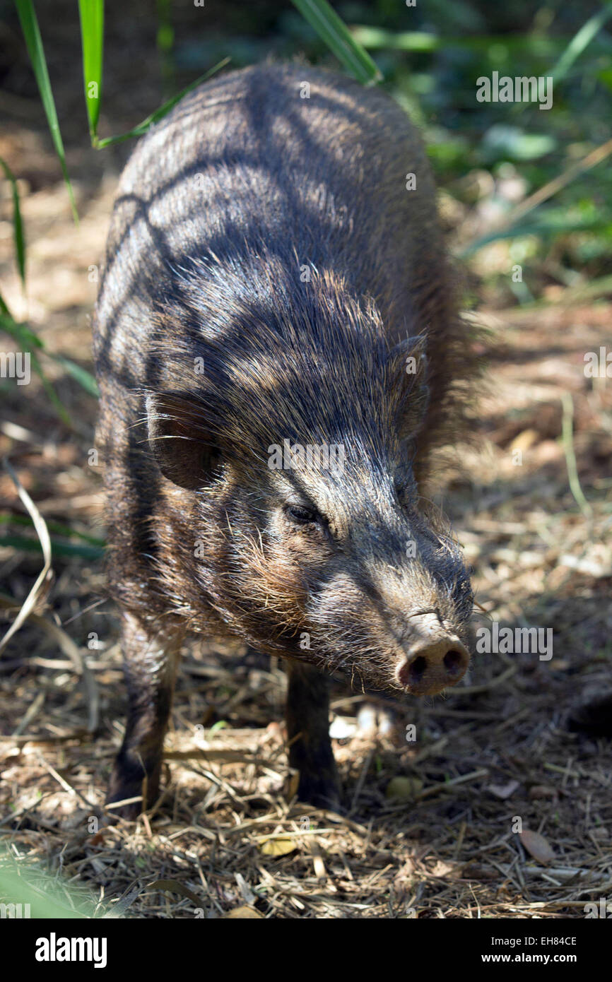 Guwahati, Assam, India. 9th Mar, 2015. A full-grown Pygmy Hog (Porcula ...