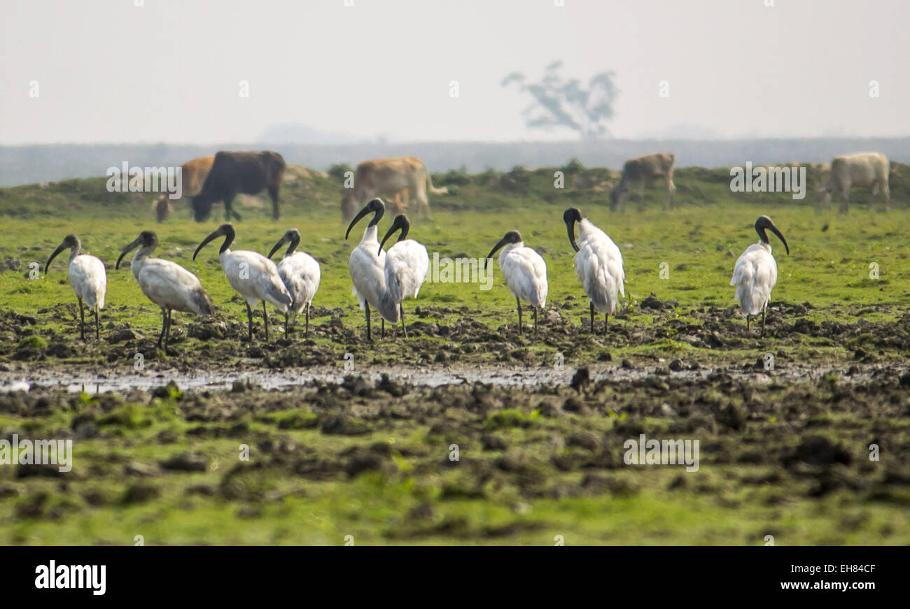 State bird of assam hi-res stock photography and images - Alamy