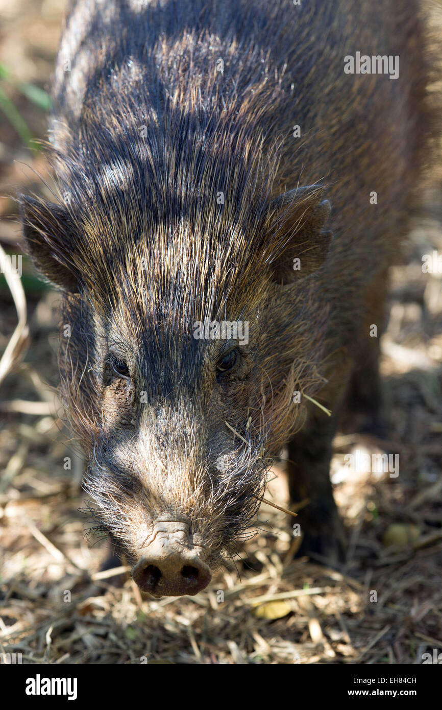 Pygmy hog porcula salvania hi-res stock photography and images - Alamy