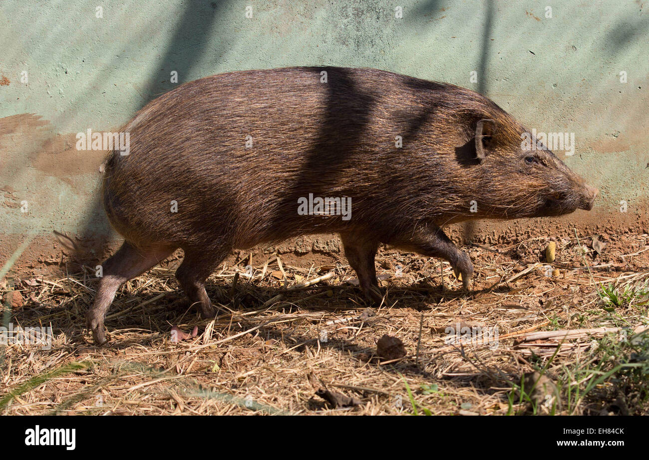 Guwahati, Assam, India. 9th Mar, 2015. A full-grown Pygmy Hog (Porcula ...