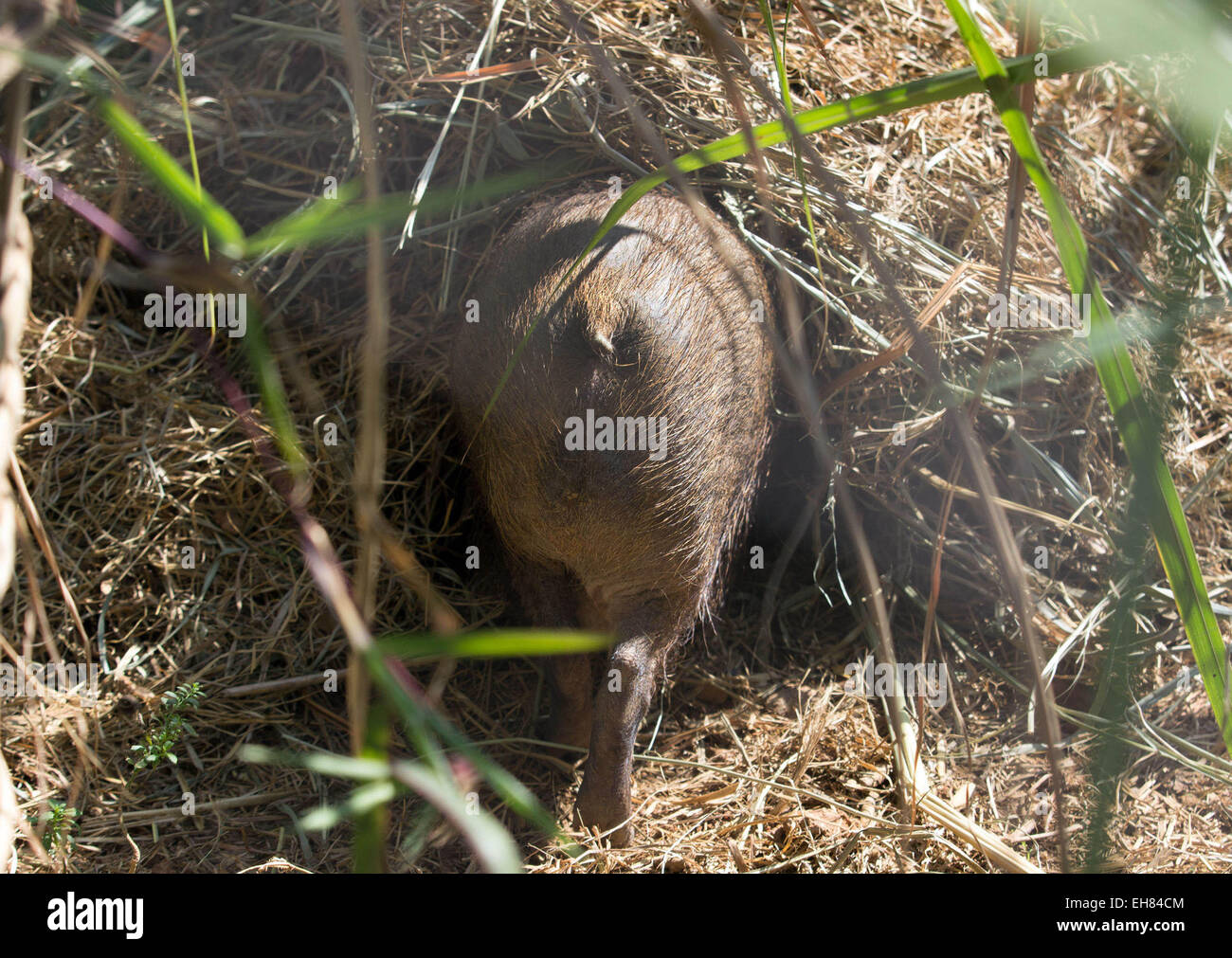 Porcula salvania hi-res stock photography and images - Alamy