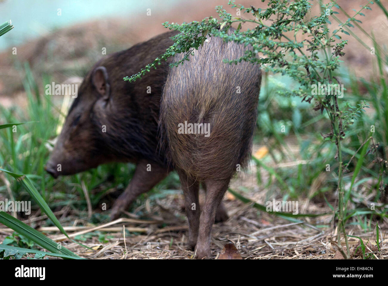Pygmy hog porcula salvania hi-res stock photography and images - Alamy