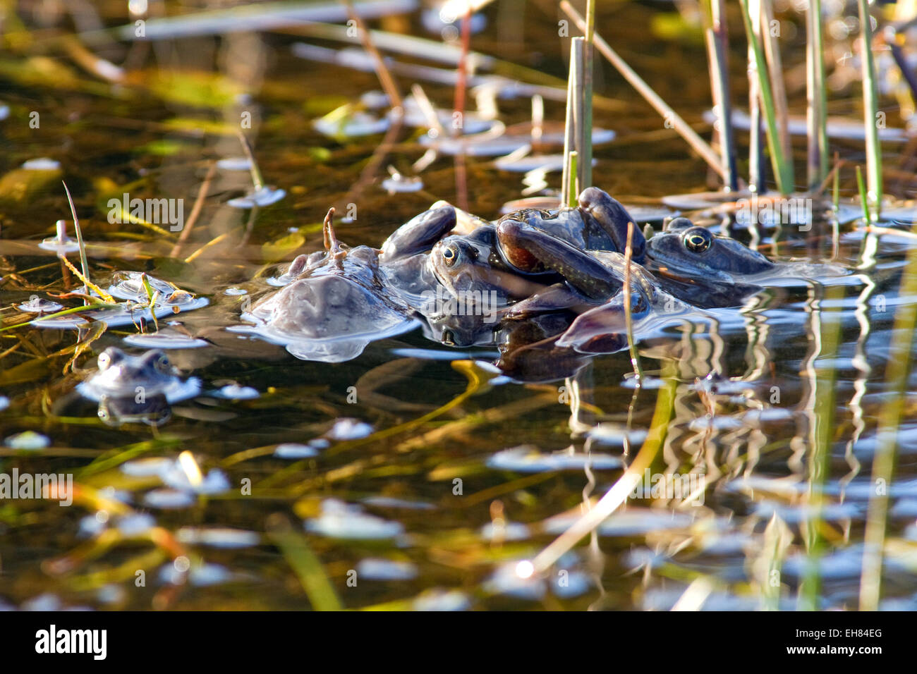 Common Frogs in breeding pool Stock Photo - Alamy