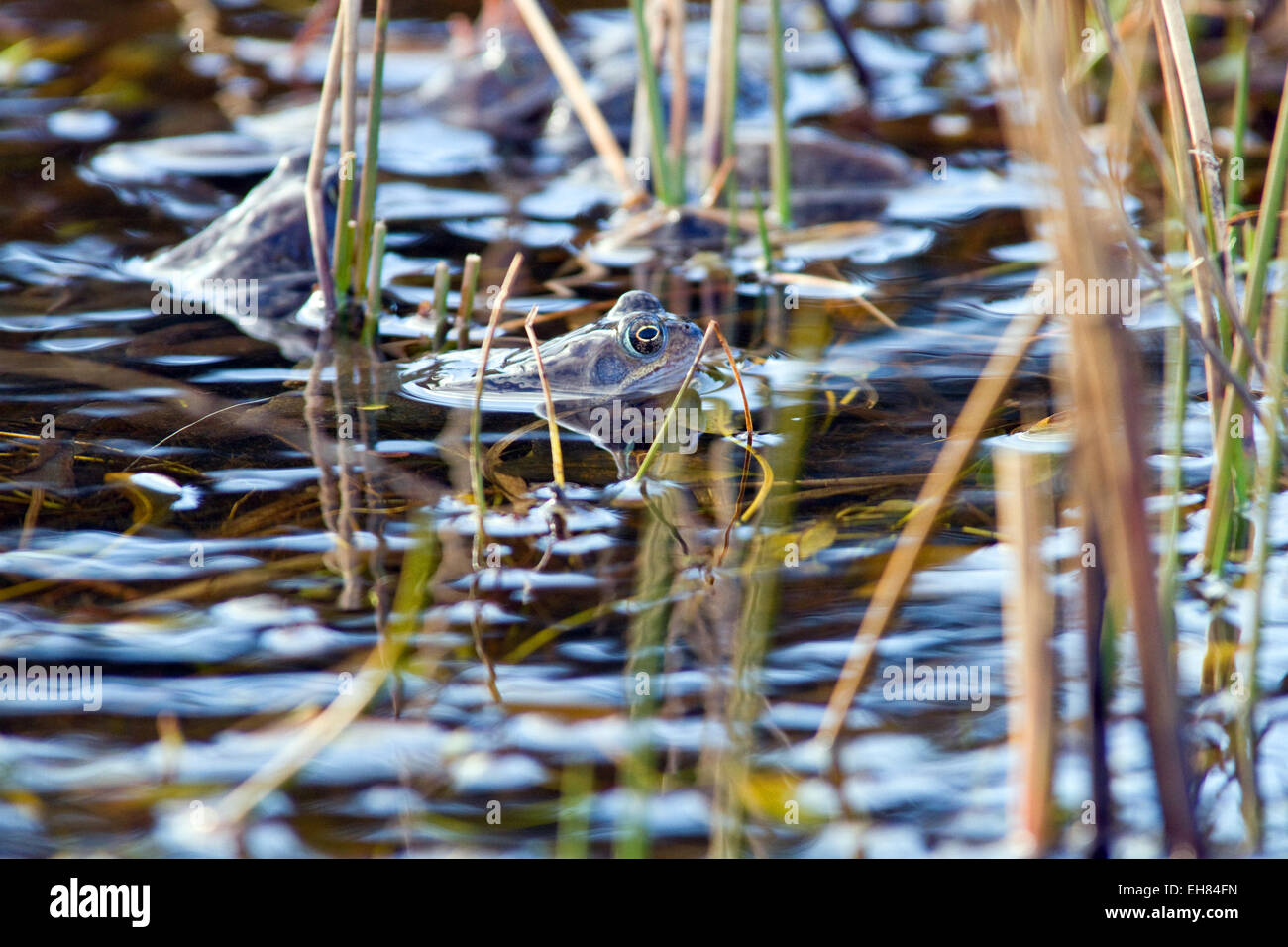 Common Frogs in breeding pool Stock Photo - Alamy