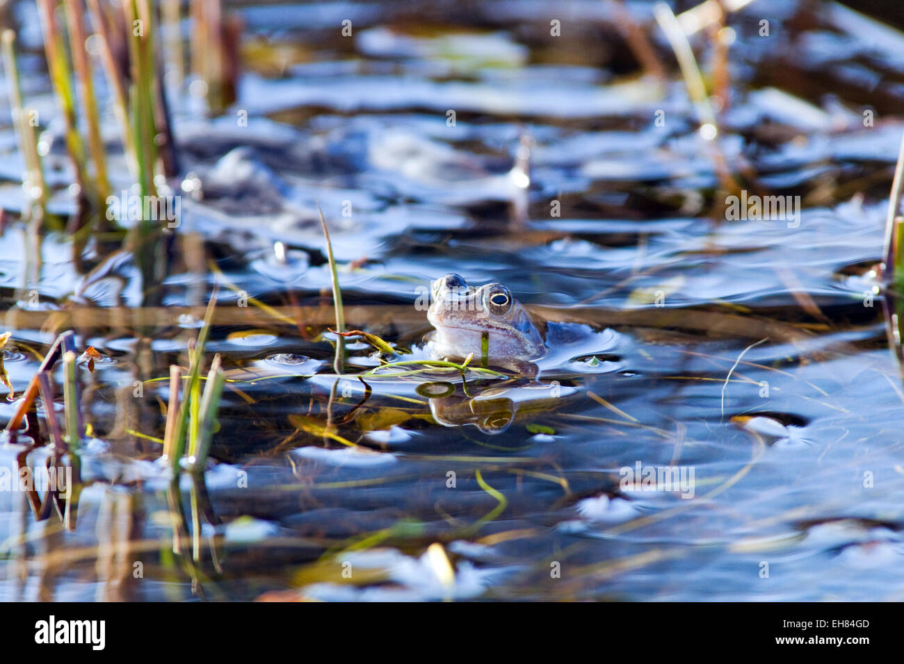Common Frogs in breeding pool Stock Photo - Alamy