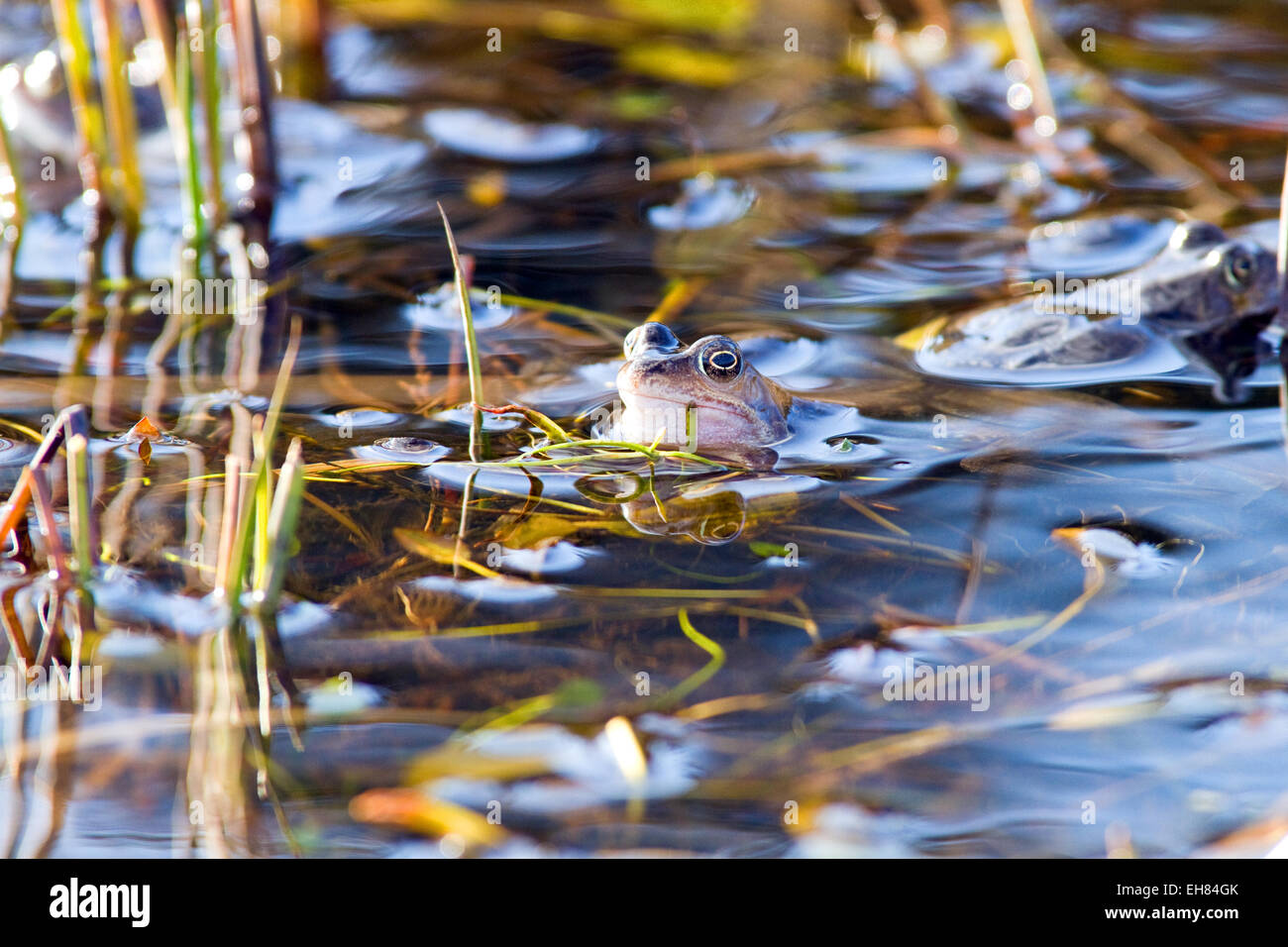 Common Frogs in breeding pool Stock Photo - Alamy