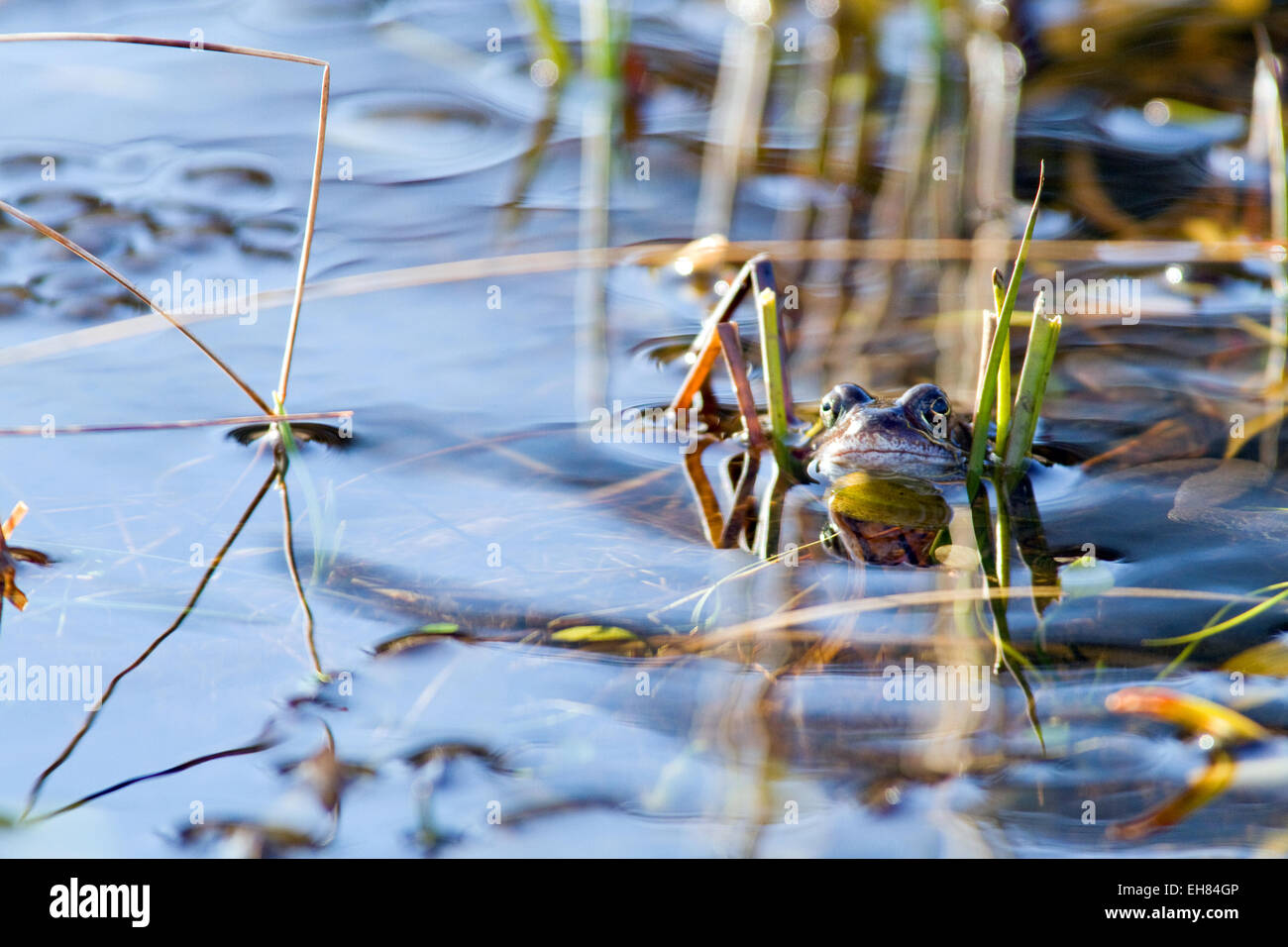 Common Frogs in breeding pool Stock Photo - Alamy