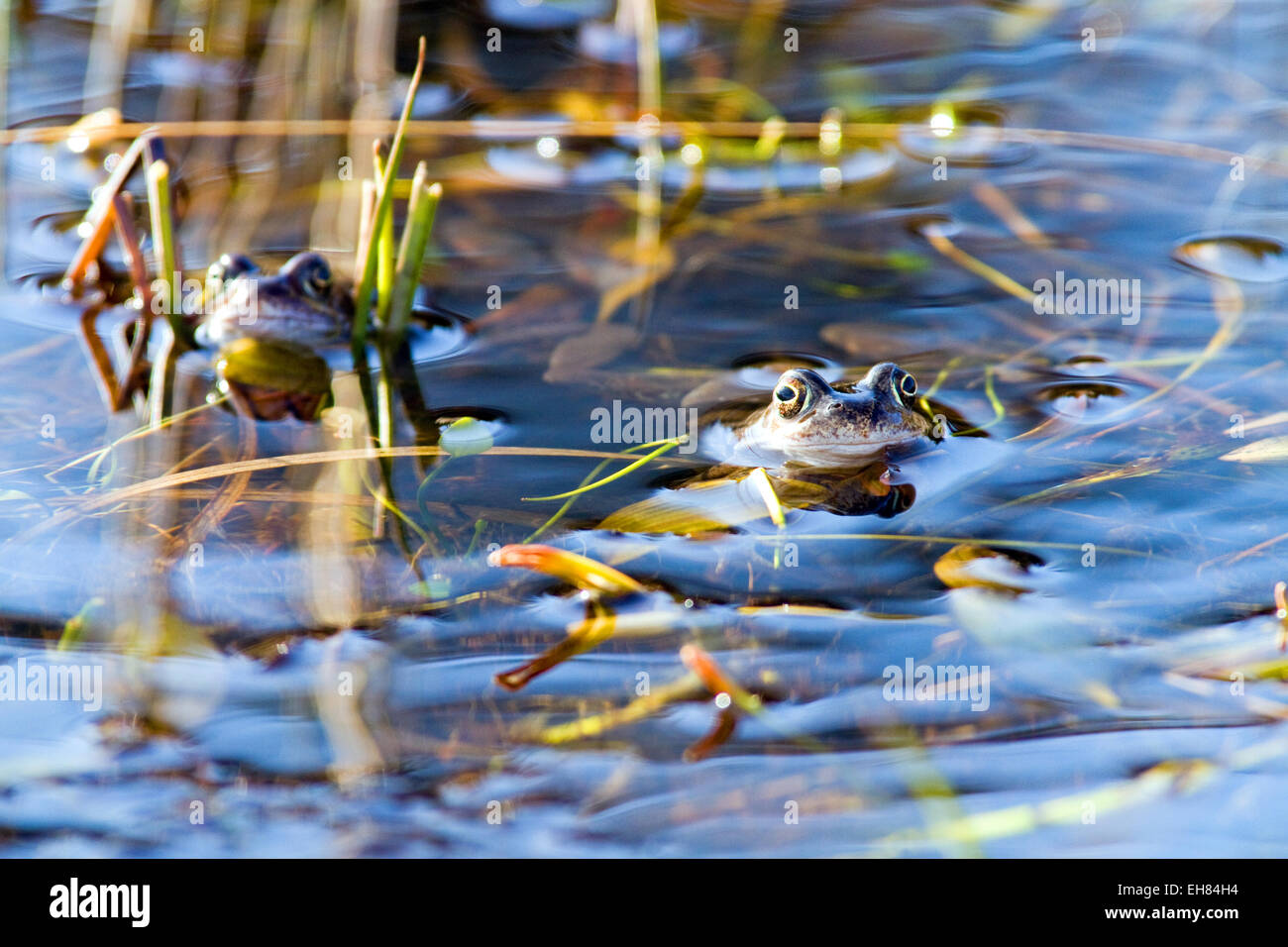 Common Frogs in breeding pool Stock Photo - Alamy