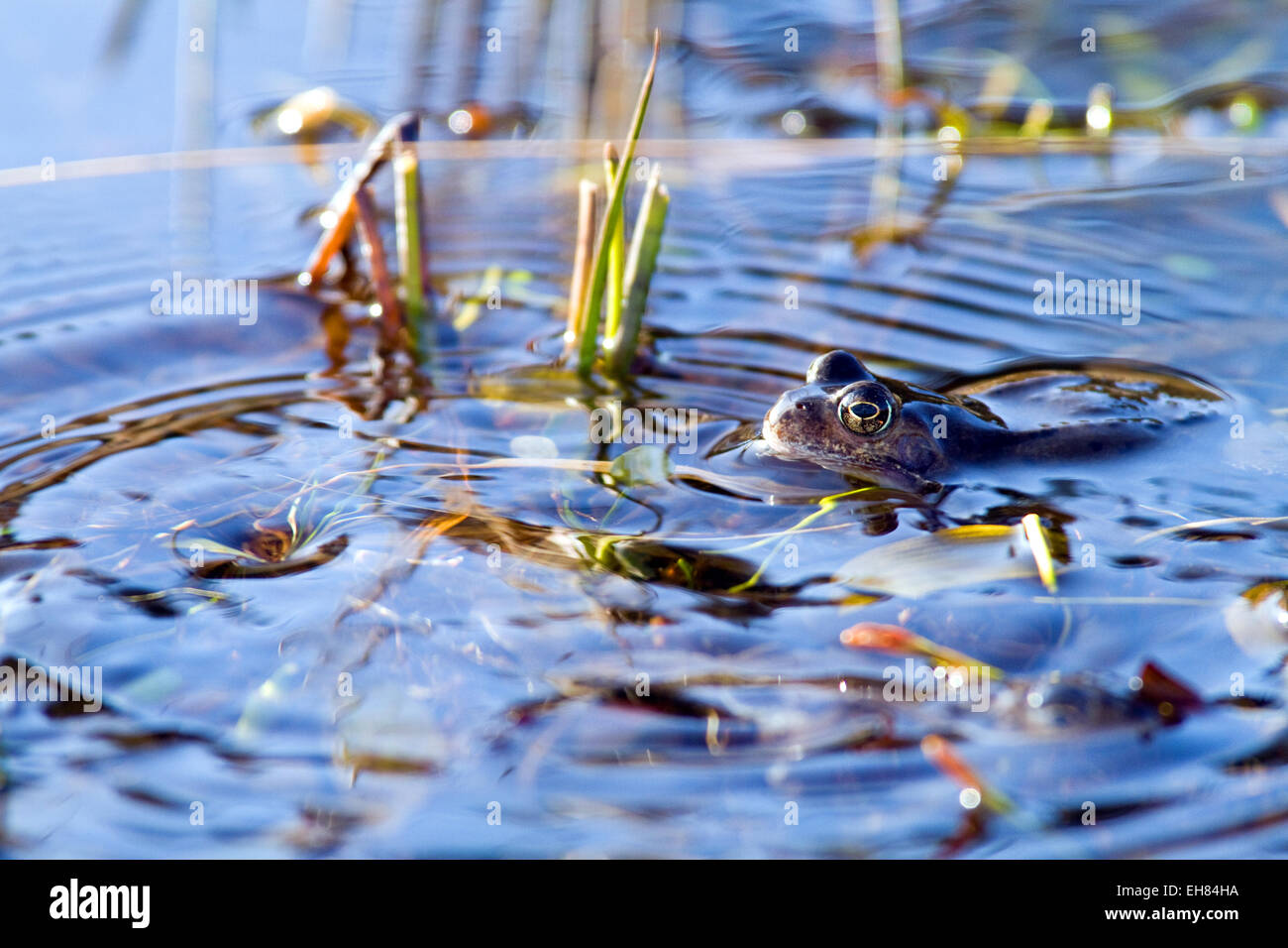 Common Frogs in breeding pool Stock Photo - Alamy