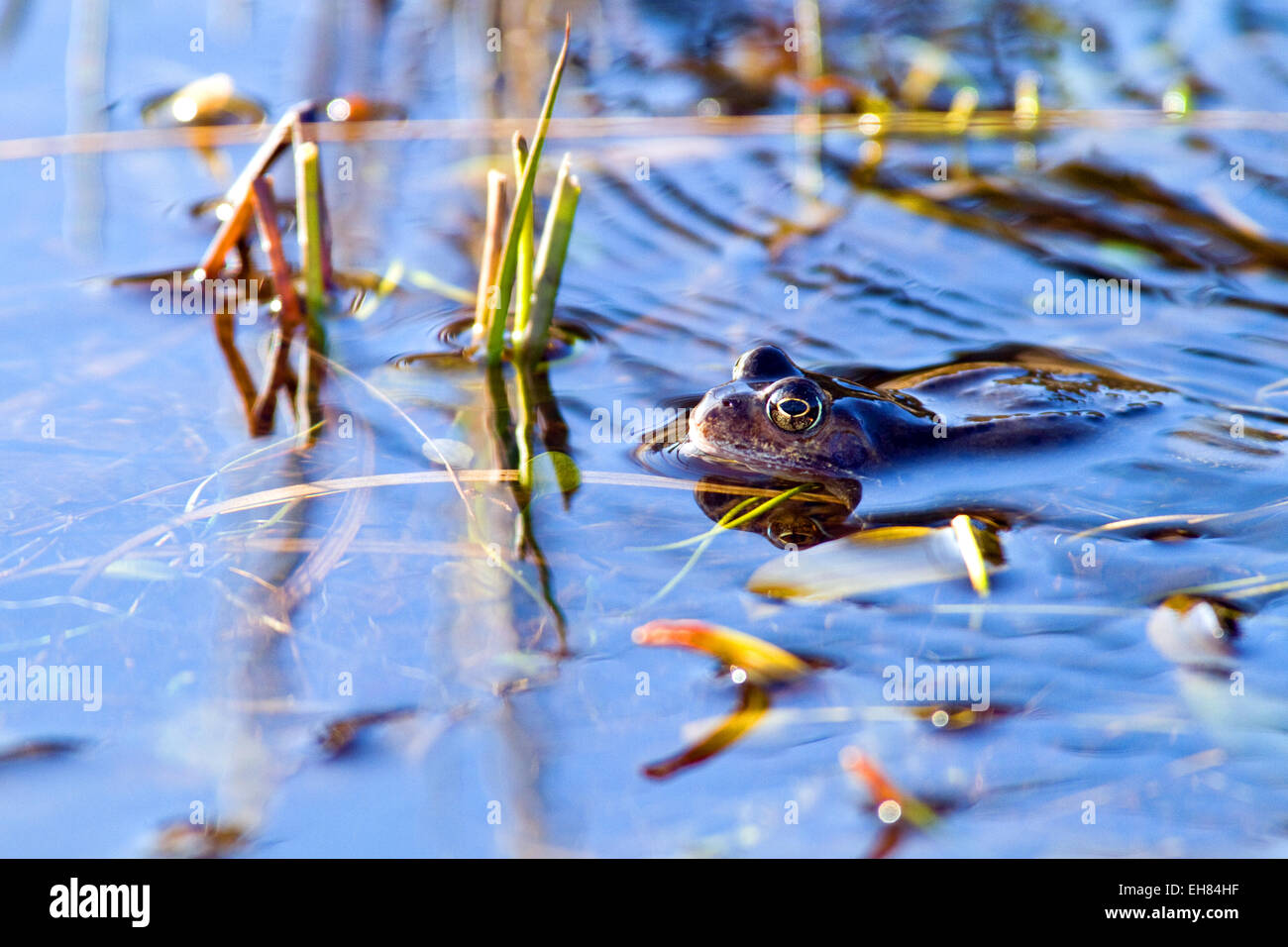Common Frogs in breeding pool Stock Photo - Alamy