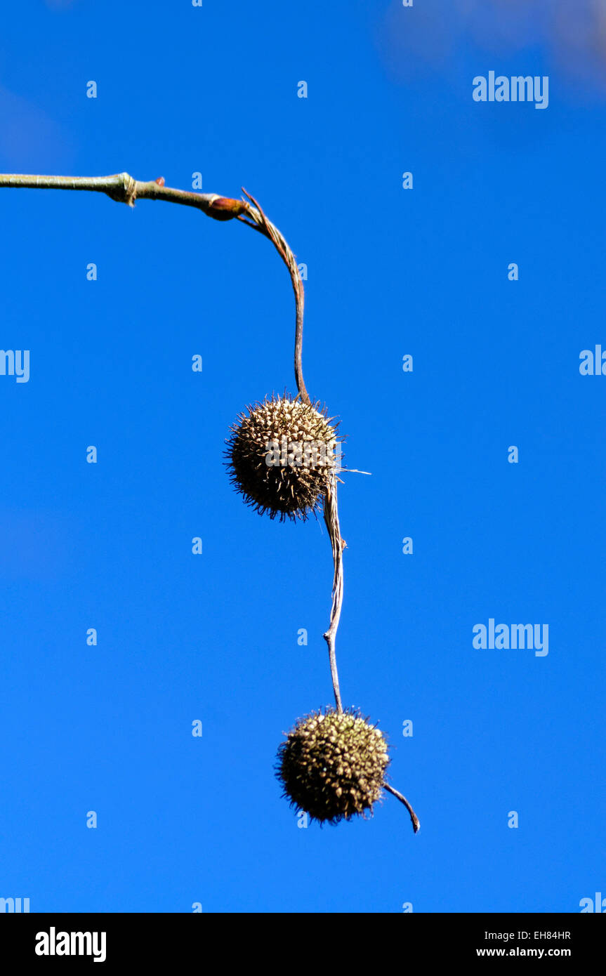 Sycamore Tree Fruit Balls