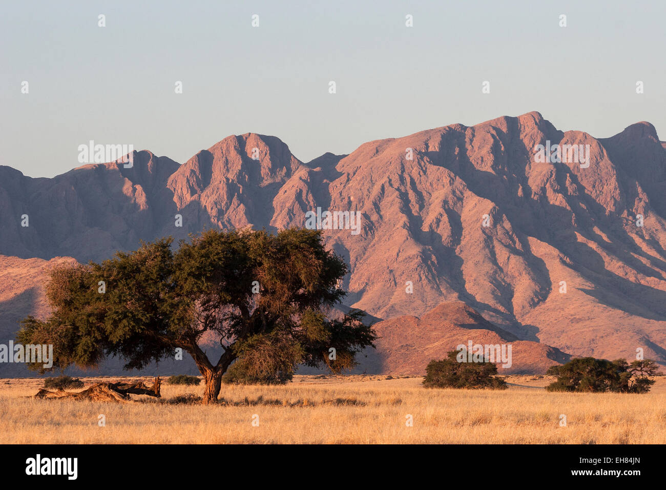 Grassy steppe with Camel Thorn trees (Vachellia erioloba), near Sesriem ...