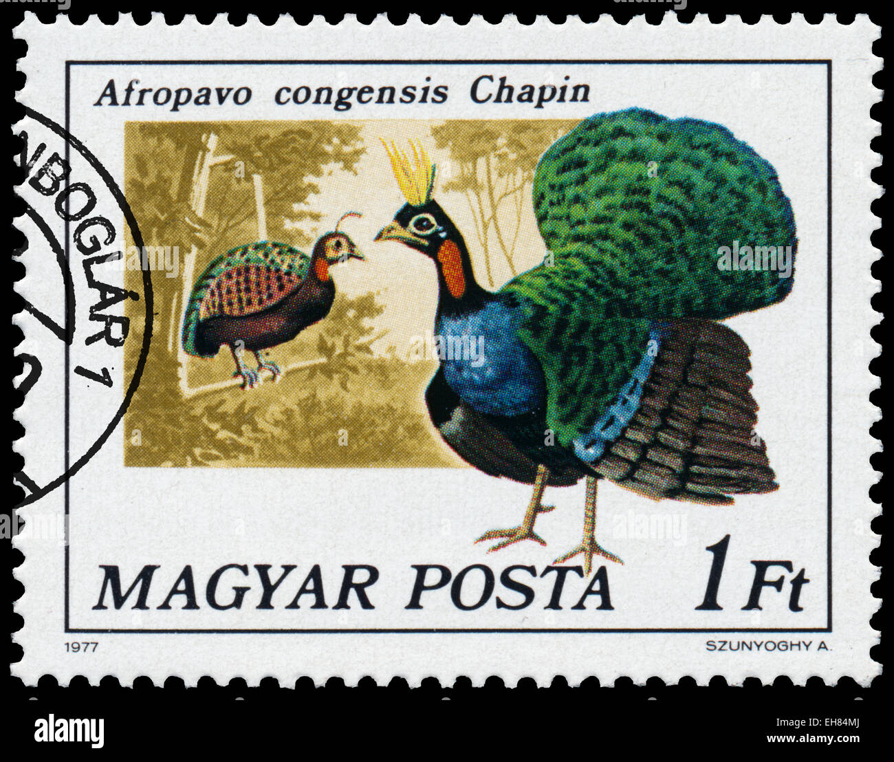 HUNGARY - CIRCA 1977: Stamp printed in Hungary shows Congo peafowl ...