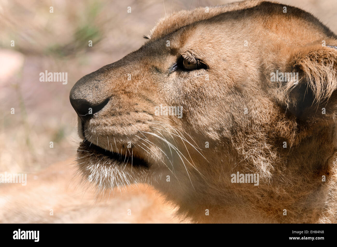 closeup of a lion in profile Stock Photo - Alamy