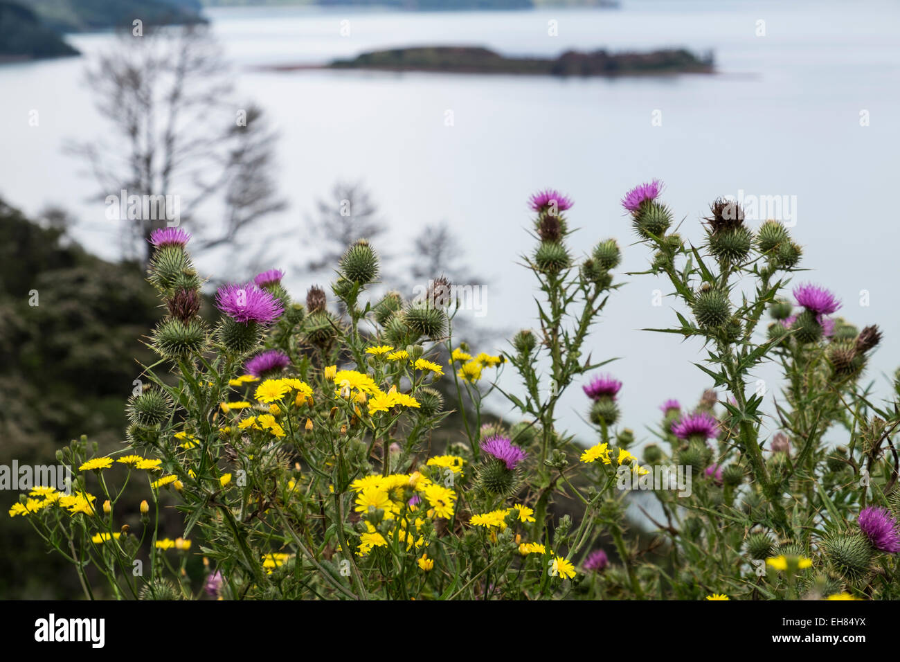 Thistles and dandelions growing on the cliff top at a lookout point ...