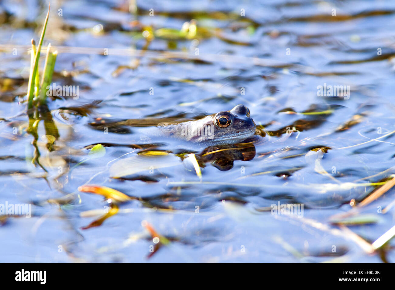 Irish common frog hi-res stock photography and images - Alamy