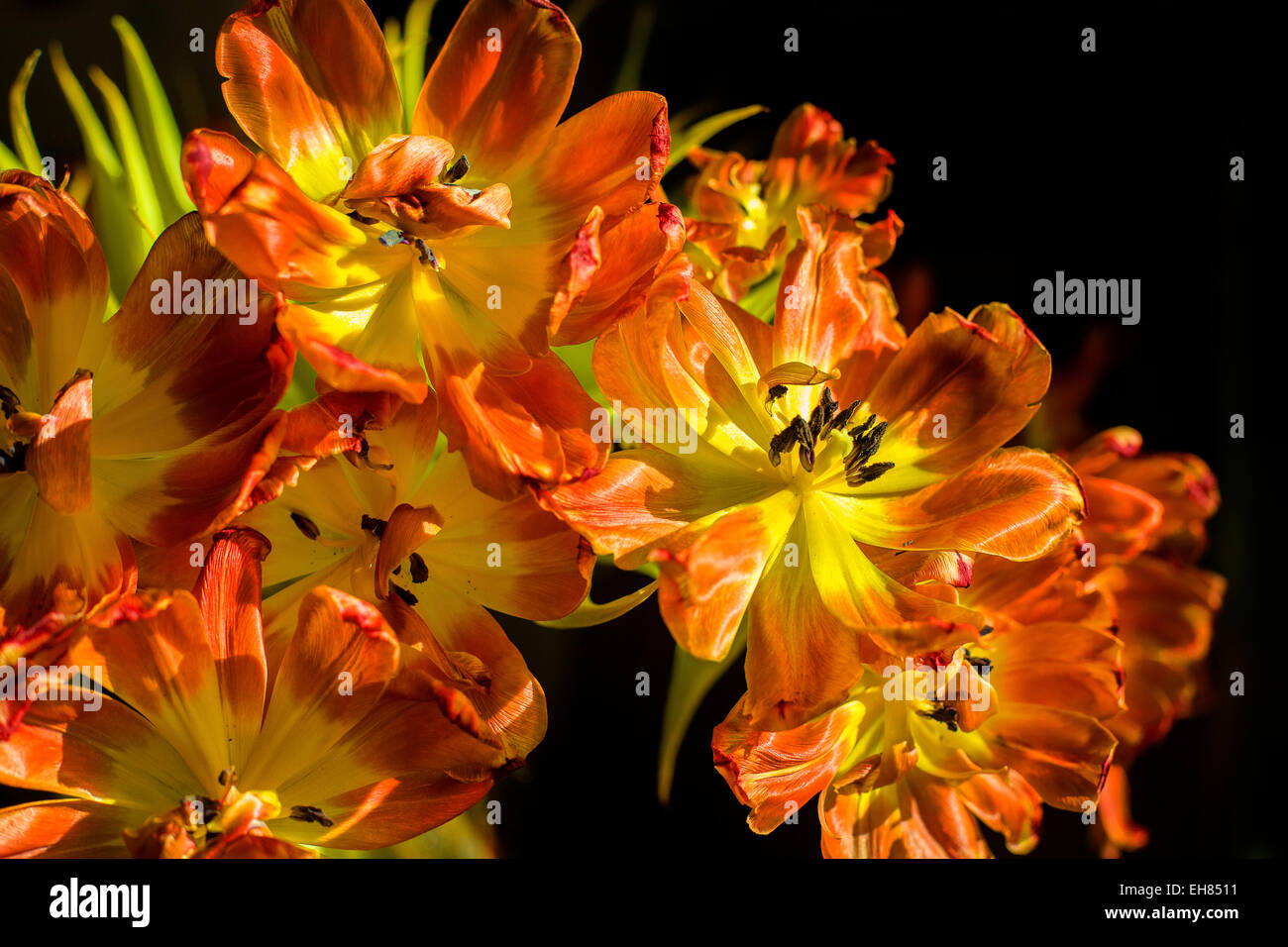 Weathered flower hi-res stock photography and images - Alamy