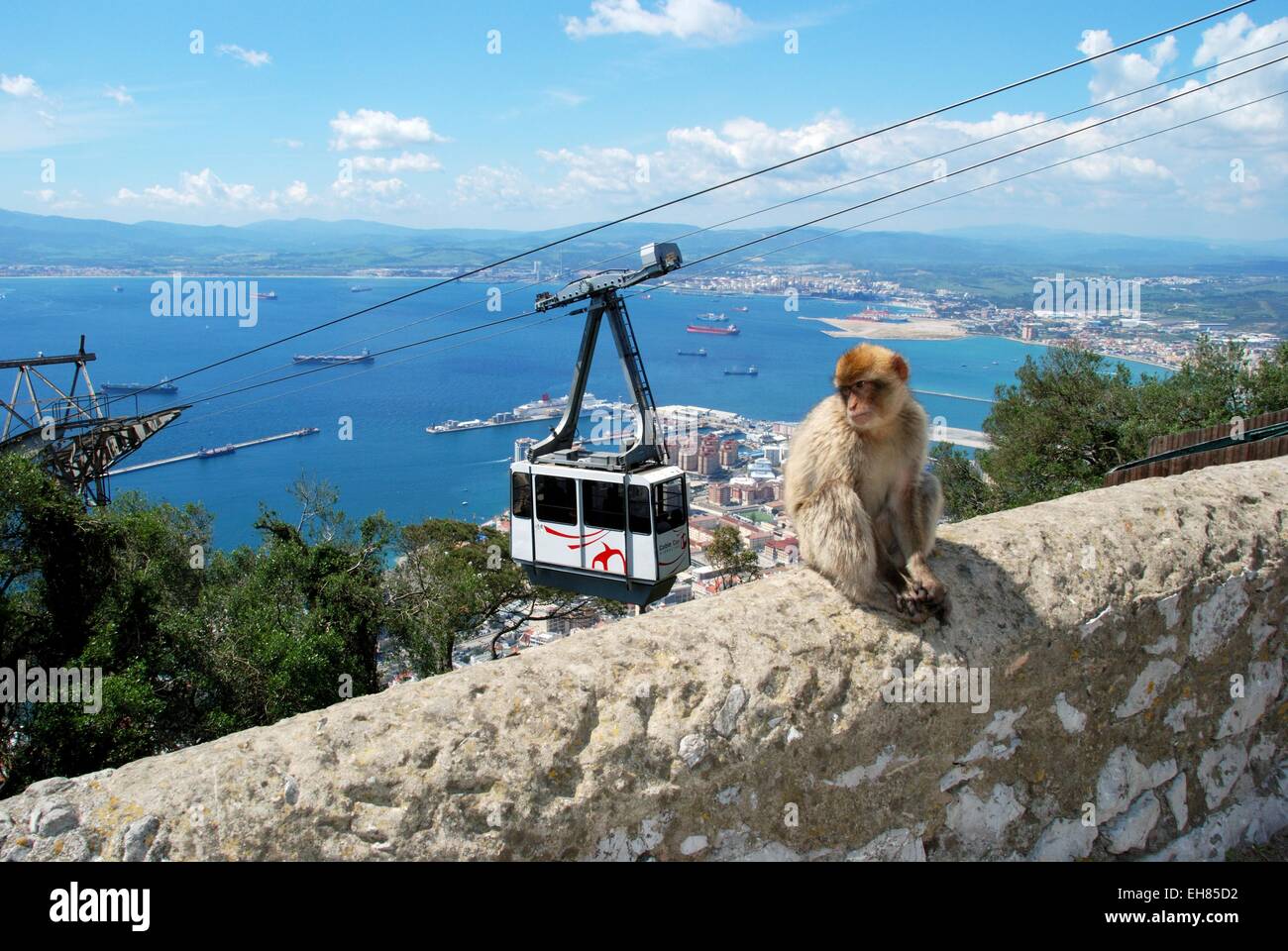 Gibraltar macaque car hi-res stock photography and images - Alamy