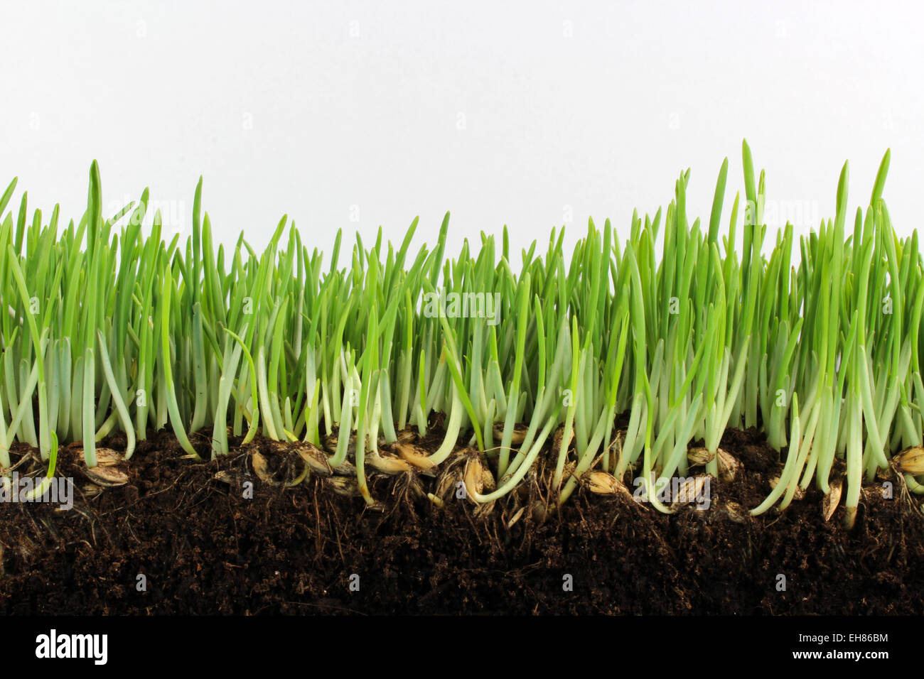 Seed with roots hi-res stock photography and images - Alamy