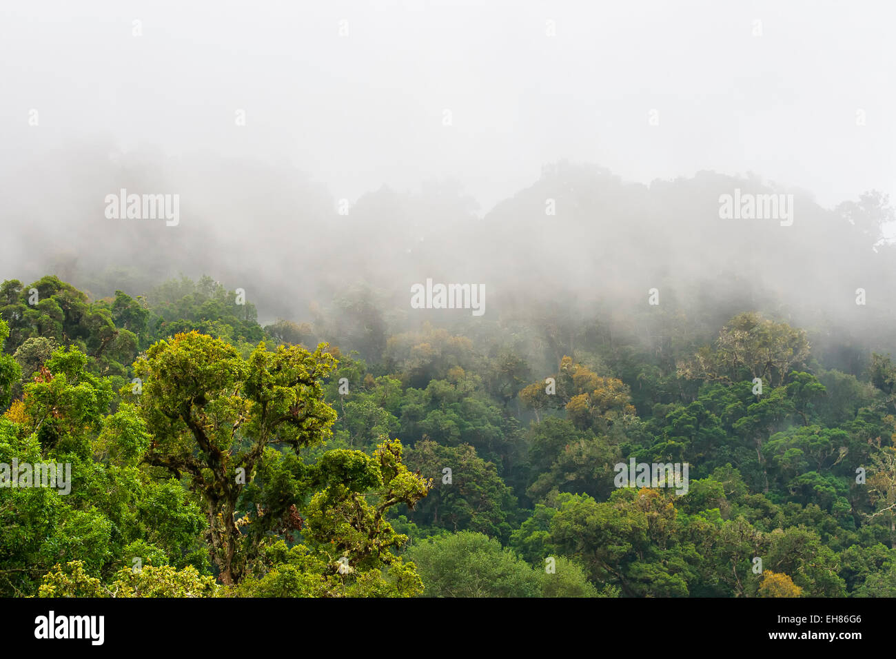 Canopy rainforest zipline hi-res stock photography and images - Alamy
