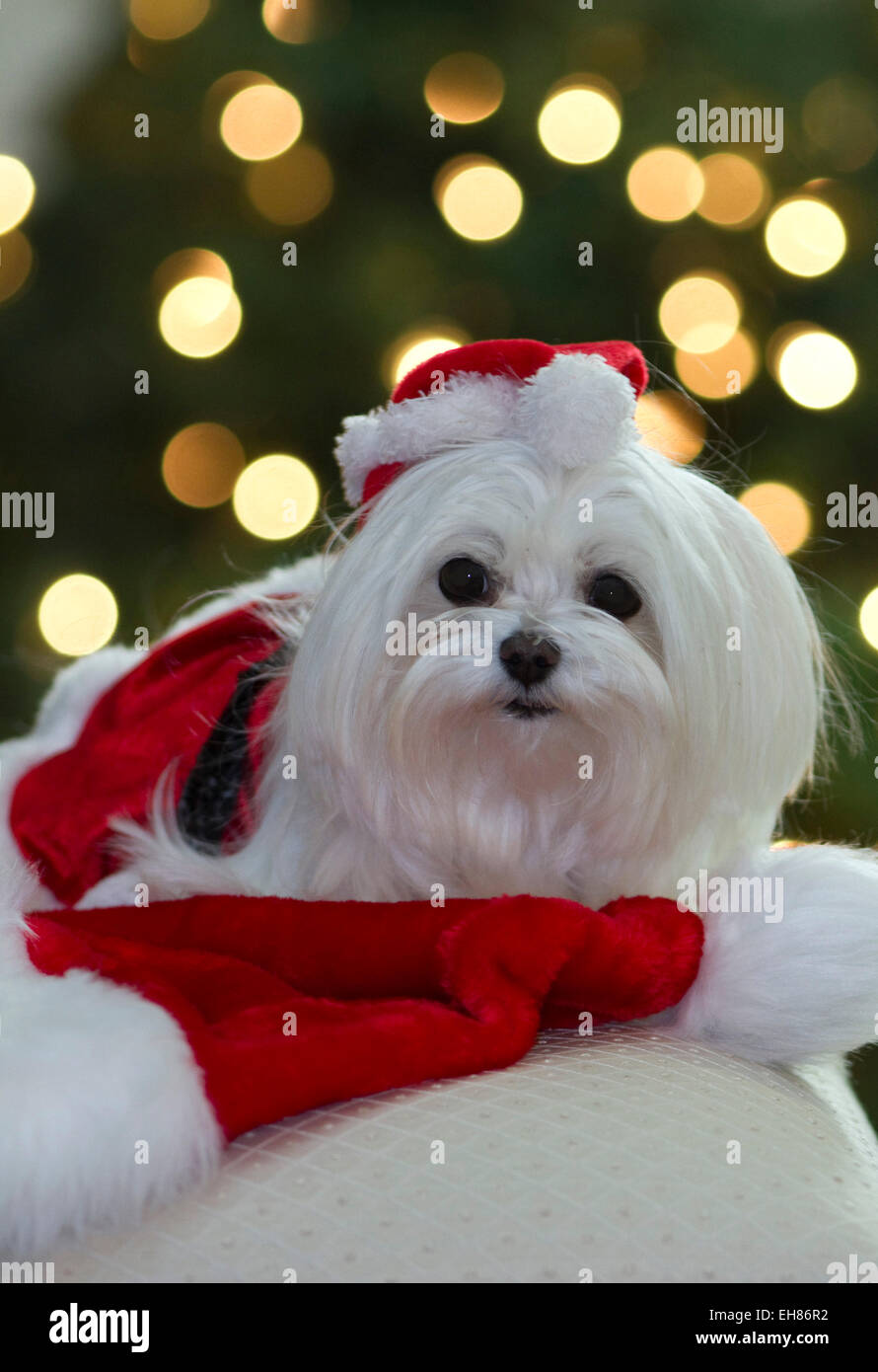 Maltese puppy hi-res stock photography and images - Alamy