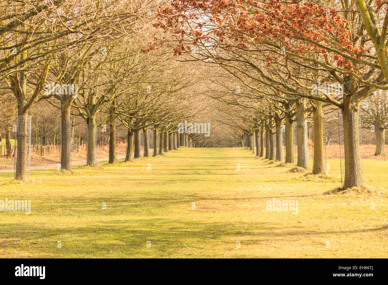 Spring Tree Row Stock Photo - Alamy