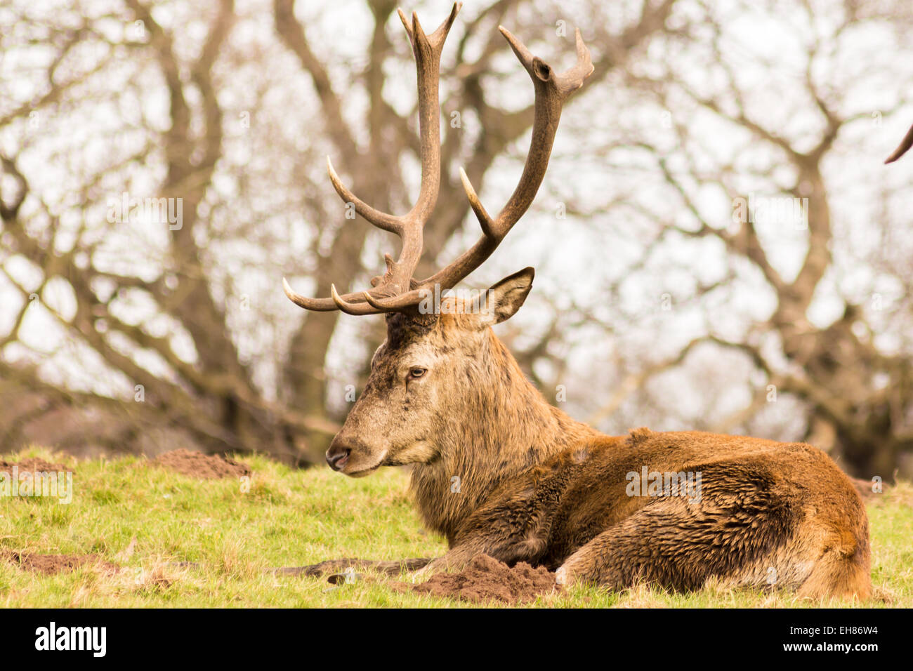 Sitting Stag High Resolution Stock Photography and Images - Alamy