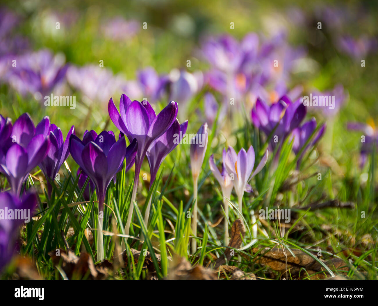 Purple bulb plant hi-res stock photography and images - Alamy
