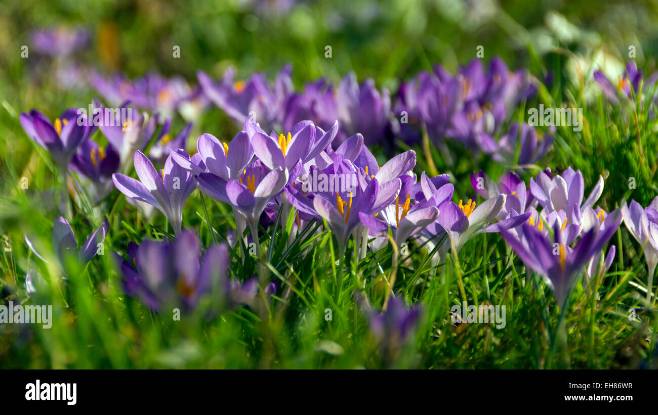Flowering violet crocuses flowers hi-res stock photography and images ...