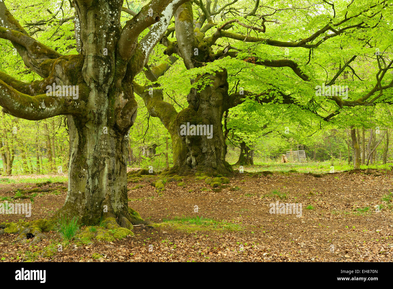 Old gnarled trees hi-res stock photography and images - Alamy