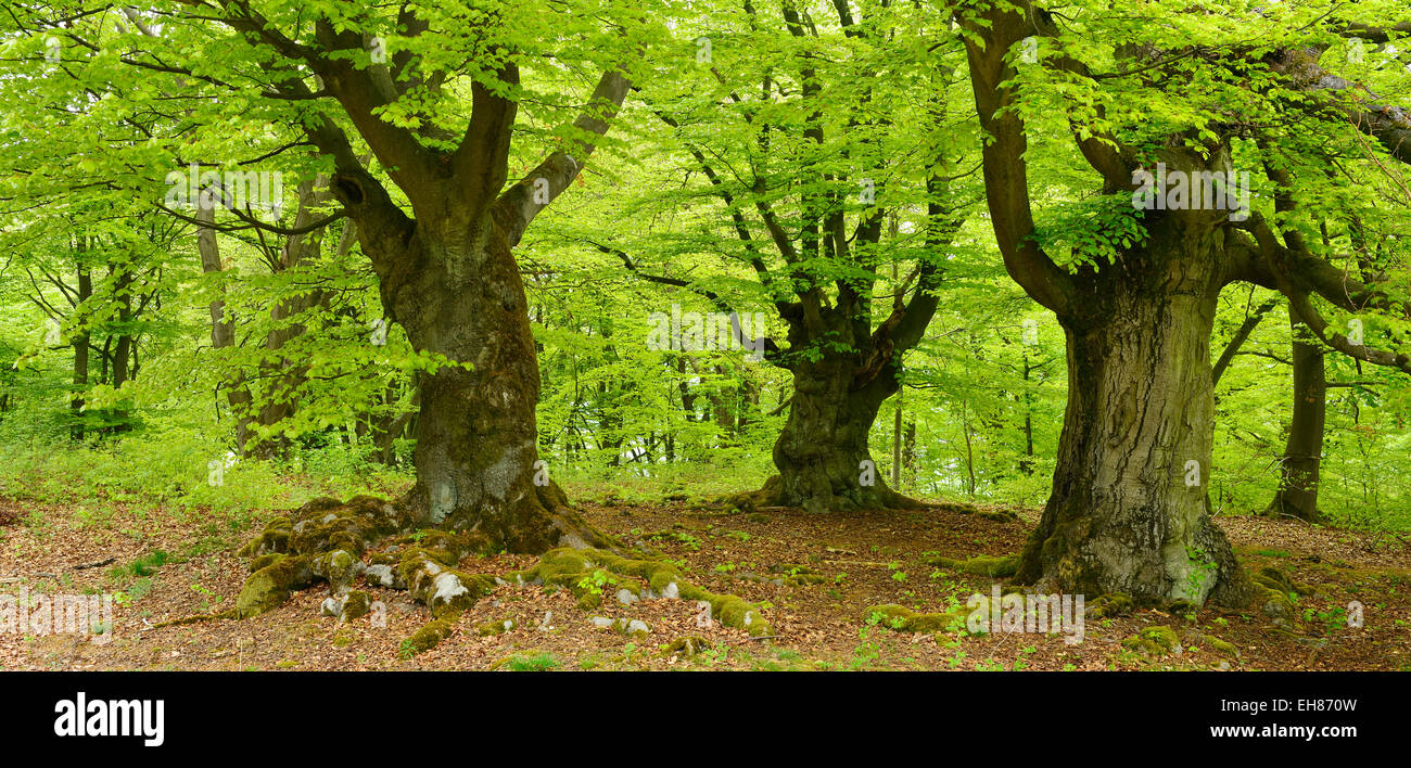 Gnarled old beech trees in a former wood pasture, Kellerwald, Hesse ...