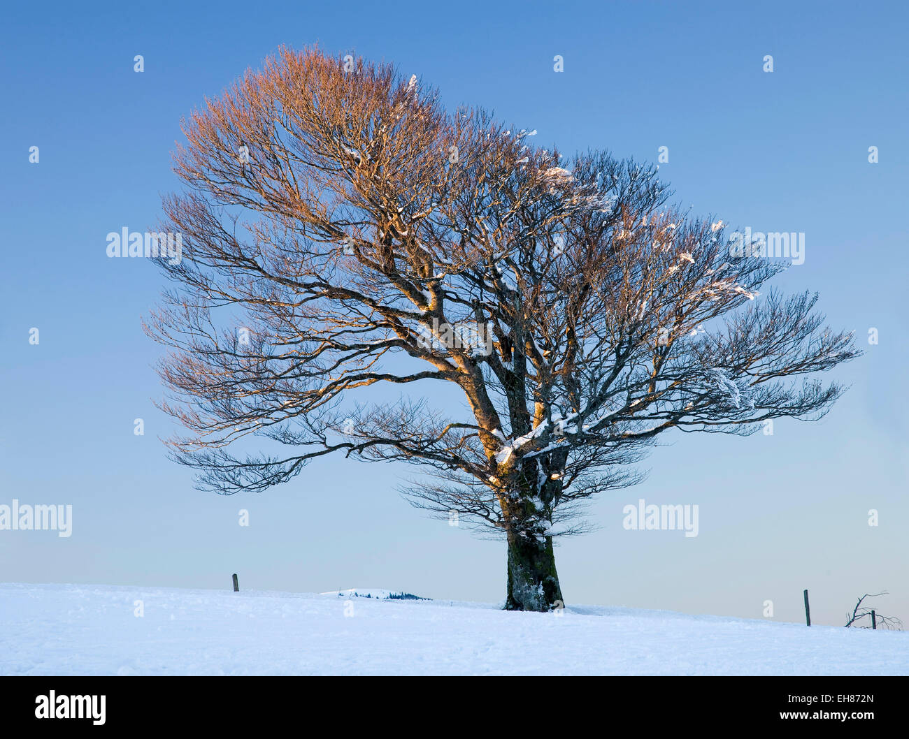 Windswept forest hi-res stock photography and images - Alamy