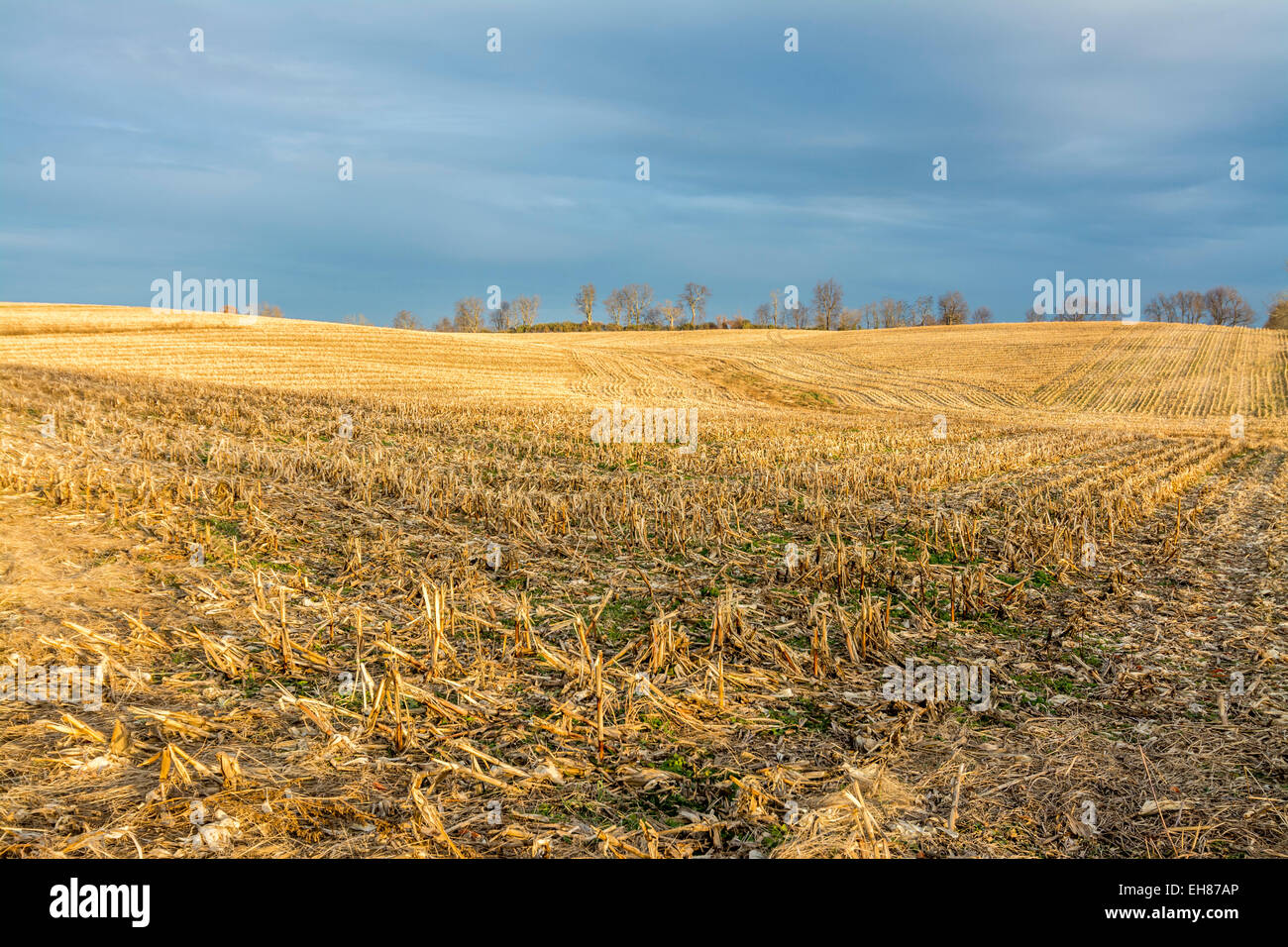 Corn field in central Kentucky USA after harvest Stock Photo - Alamy