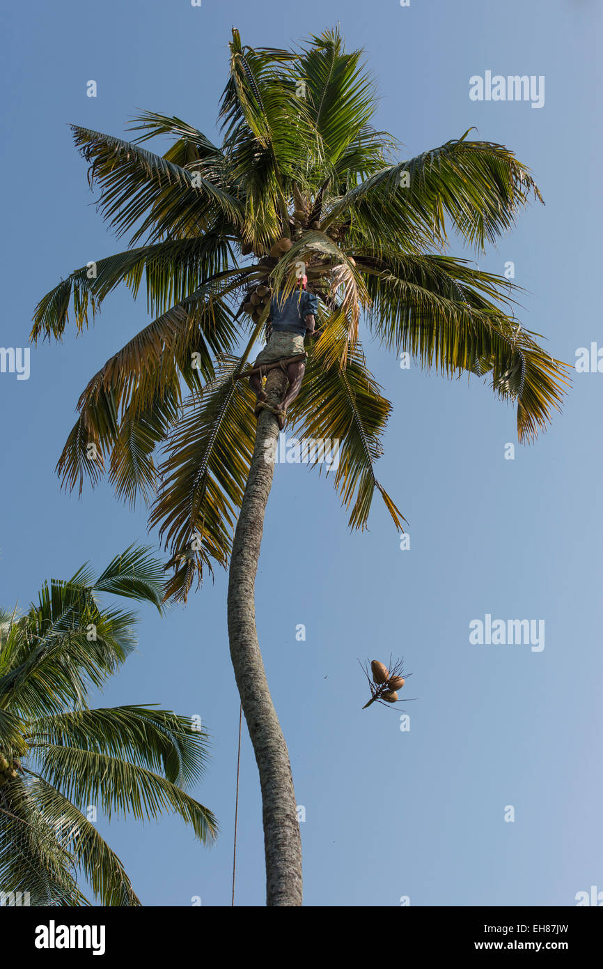 Tree falling down hi-res stock photography and images - Alamy