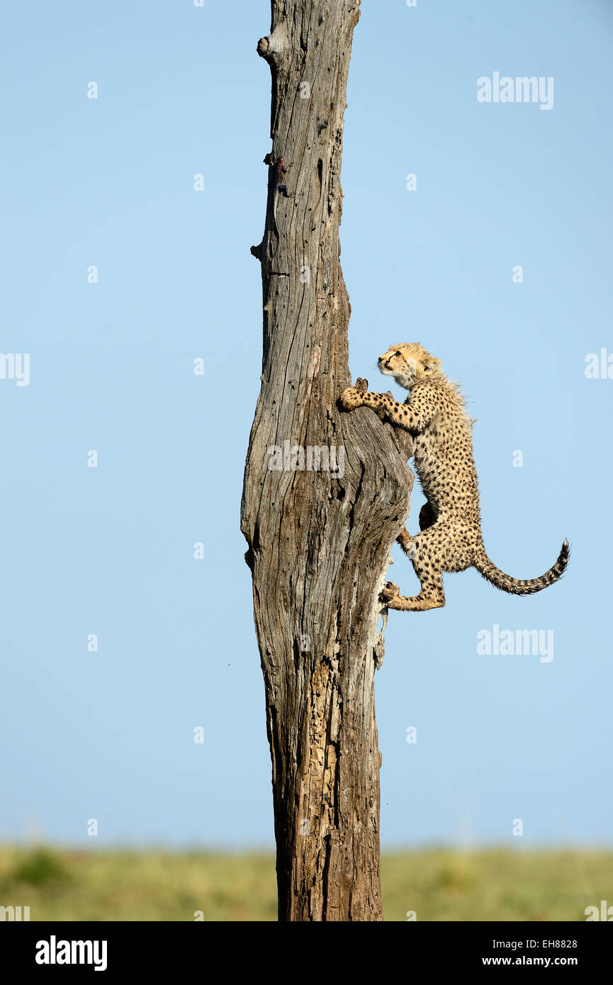 Cheetah tree hi-res stock photography and images - Alamy