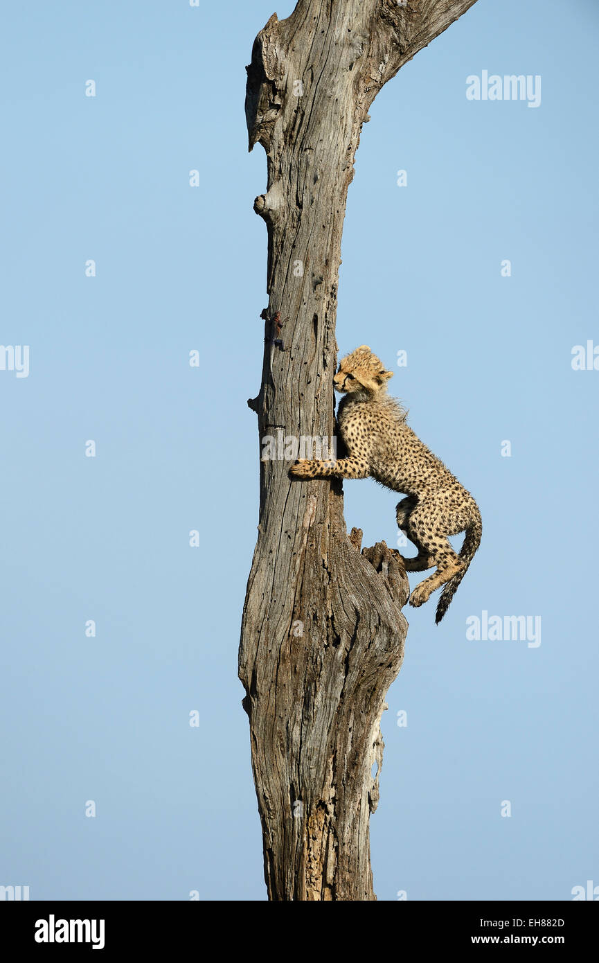 Cheetah Climbing Tree High Resolution Stock Photography and Images - Alamy