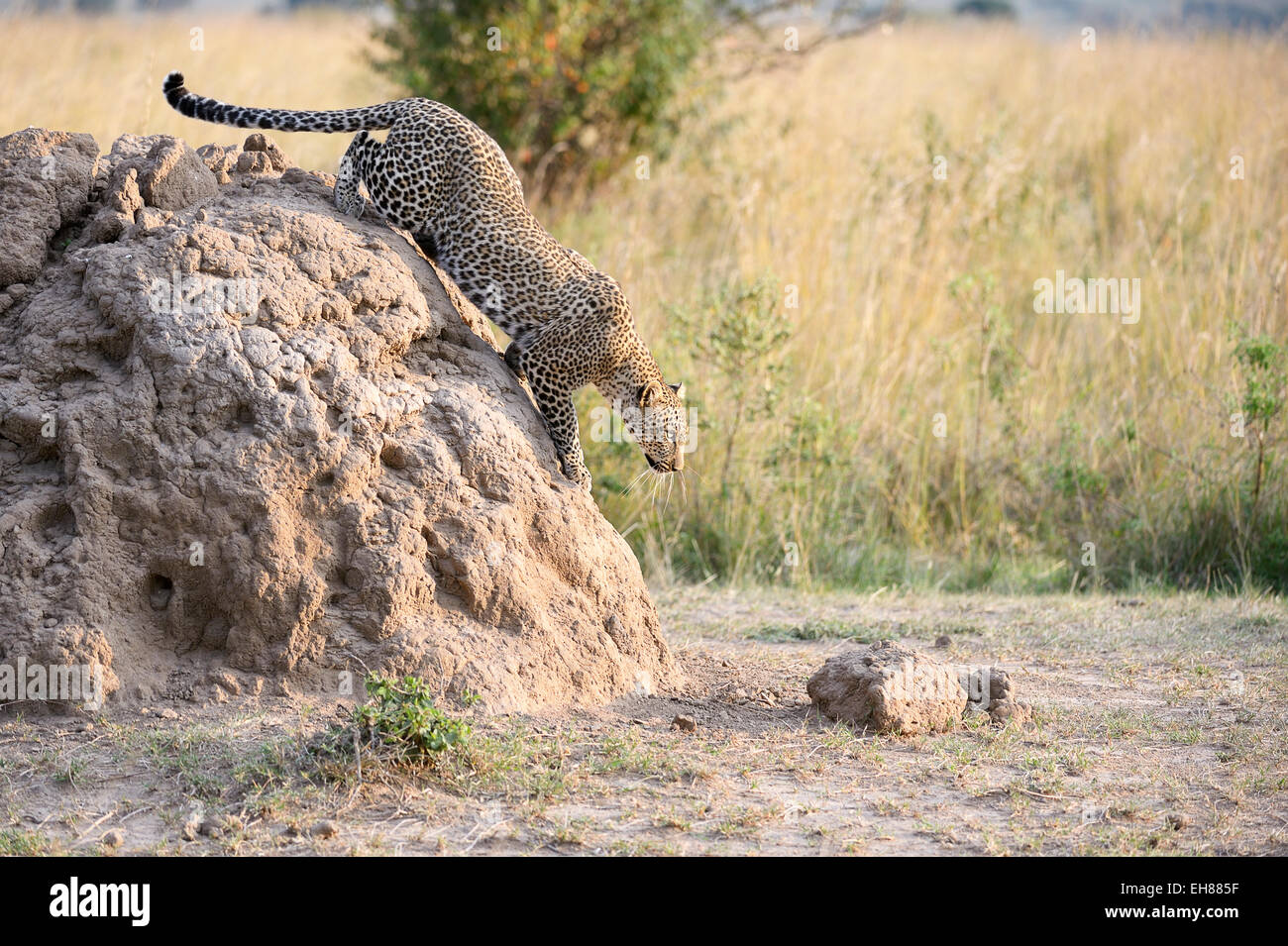 Creep down hi-res stock photography and images - Alamy