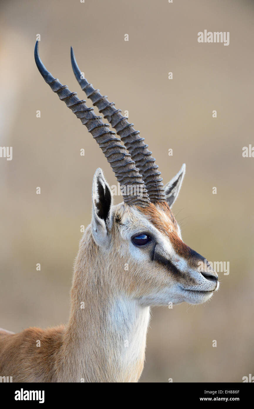 Thomson's gazelle (Eudorcas thomsoni), male, Samburu National Reserve ...