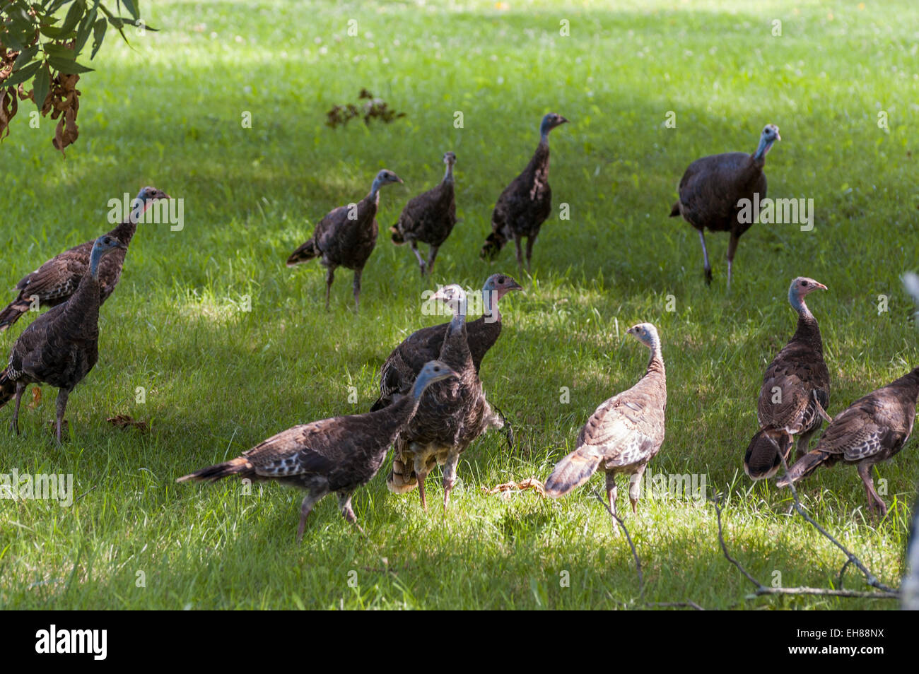 Eastern wild turkeys in Tennessee USA Stock Photo - Alamy