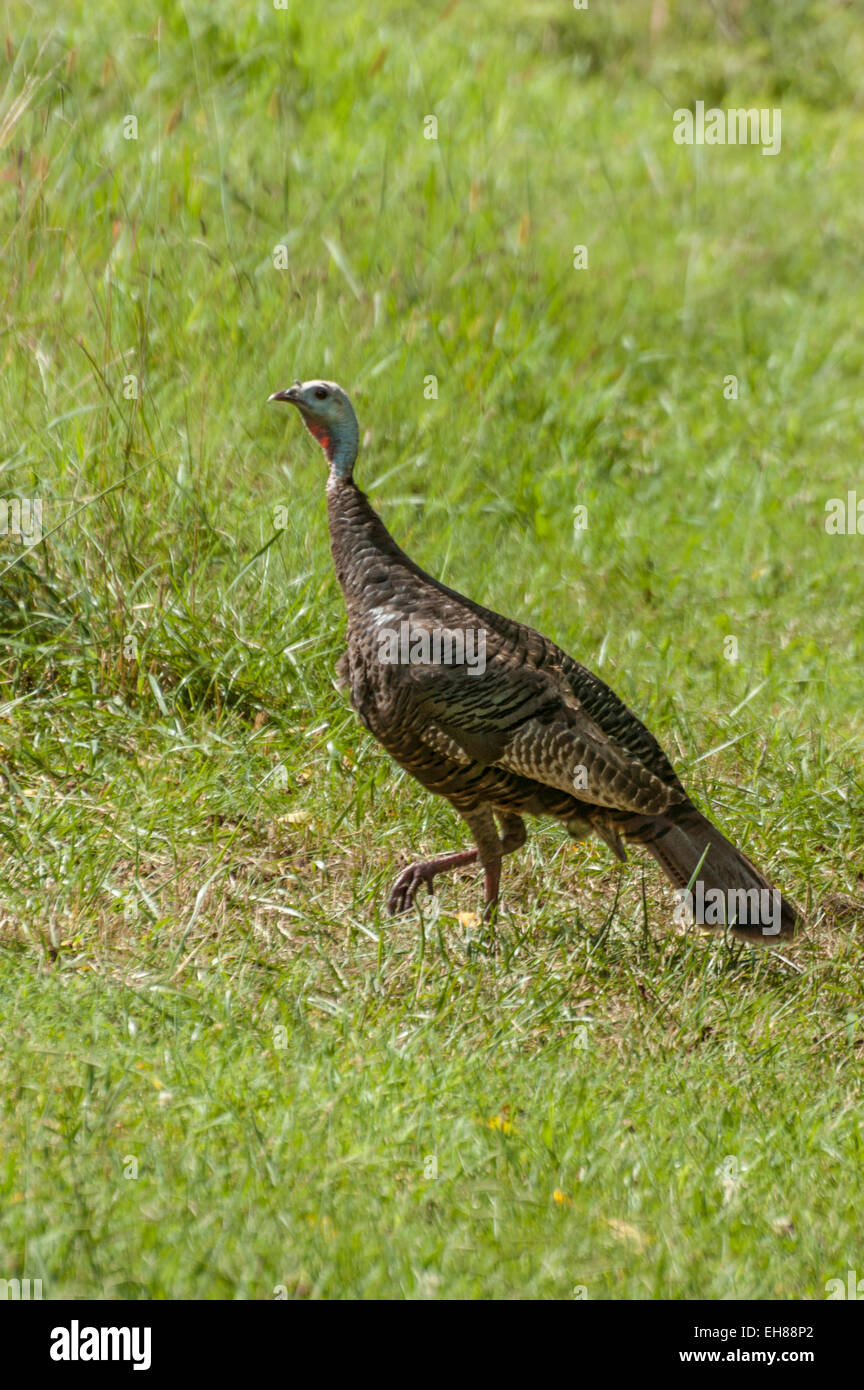 Eastern turkey bird hi-res stock photography and images - Alamy