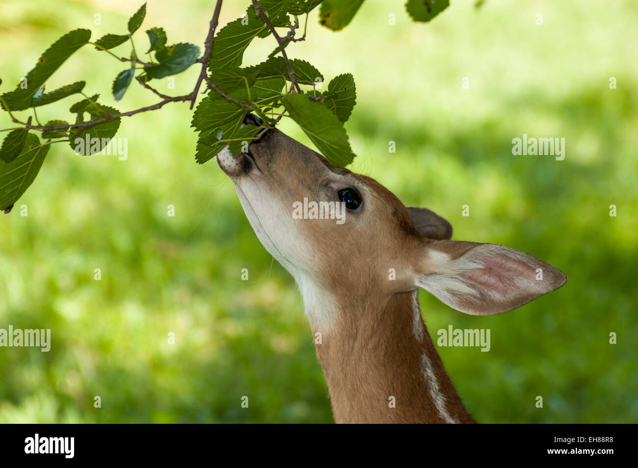 Young white tailed deer fawn eating leaves from a Mulberry tree Stock ...