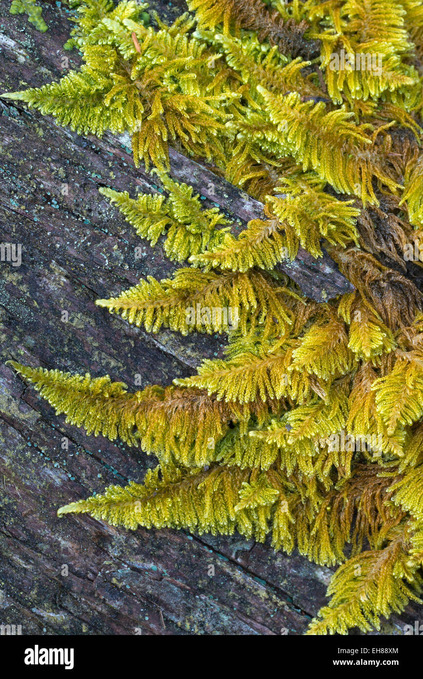 Curled hook hi-res stock photography and images - Alamy